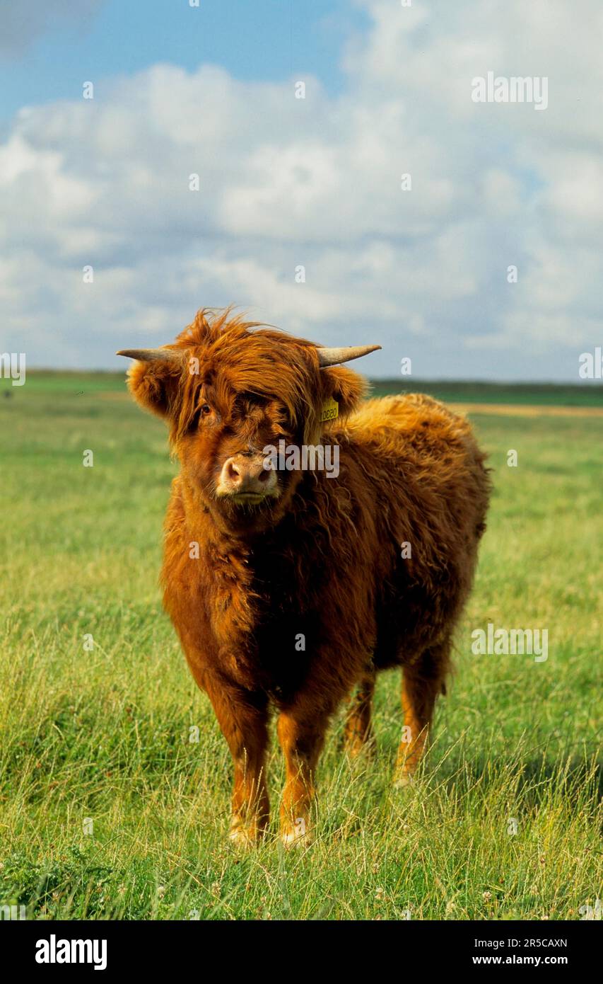 Scottish Highland Cattle, Highland Cattle, Kyloe on Straw Pile with ...