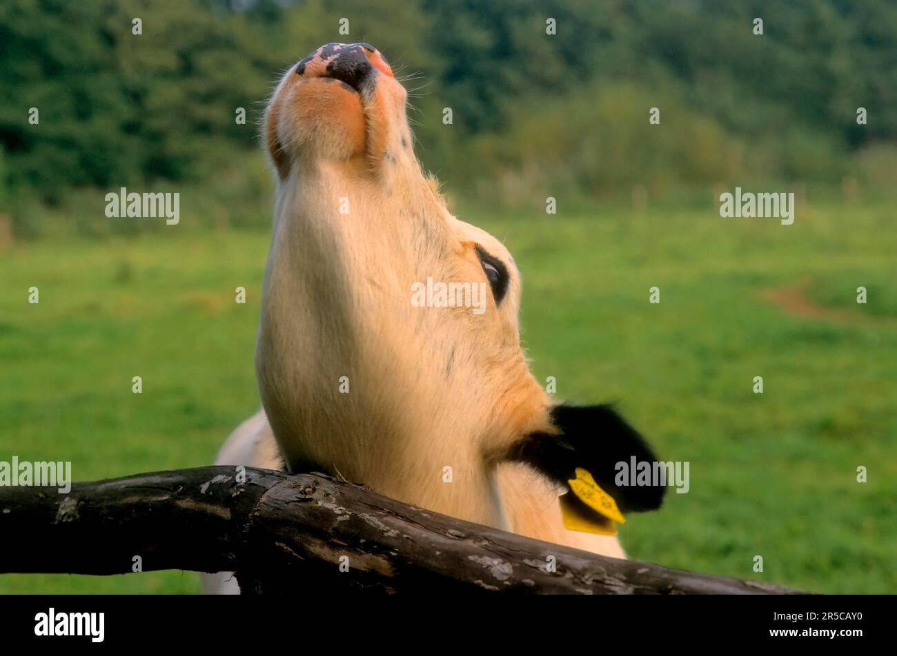 Swedish animal hi-res stock photography and images - Alamy