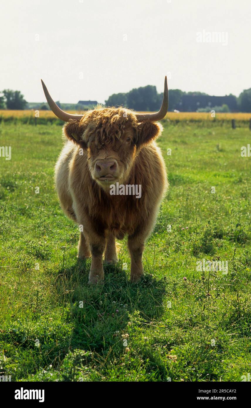 Scottish Highland Cattle, Highland Cattle, Kyloe on Straw Pile with ...