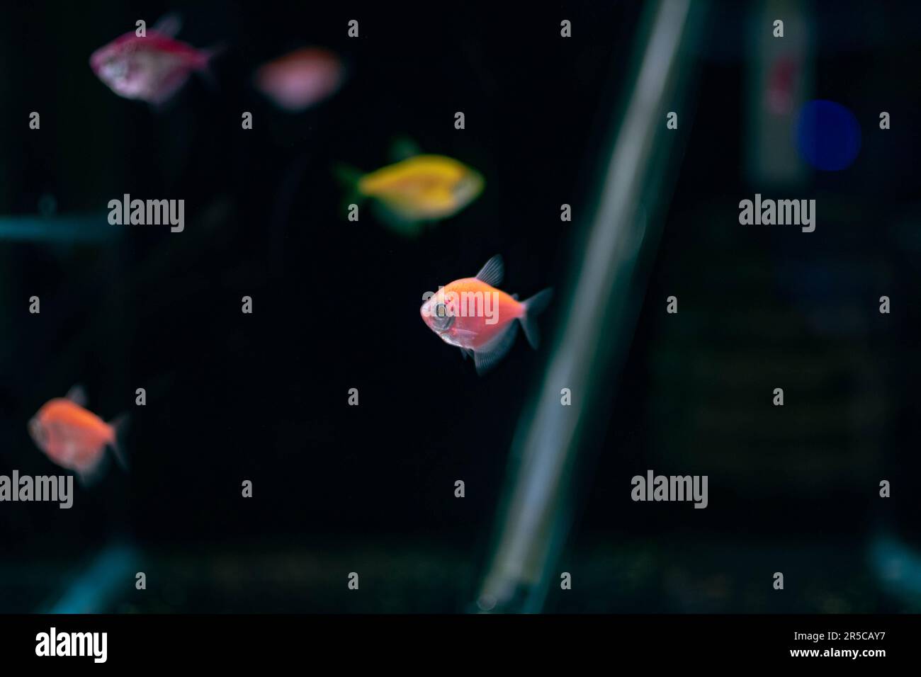 A vibrant and colorful fish tank in an aquarium containing two goldfish ...