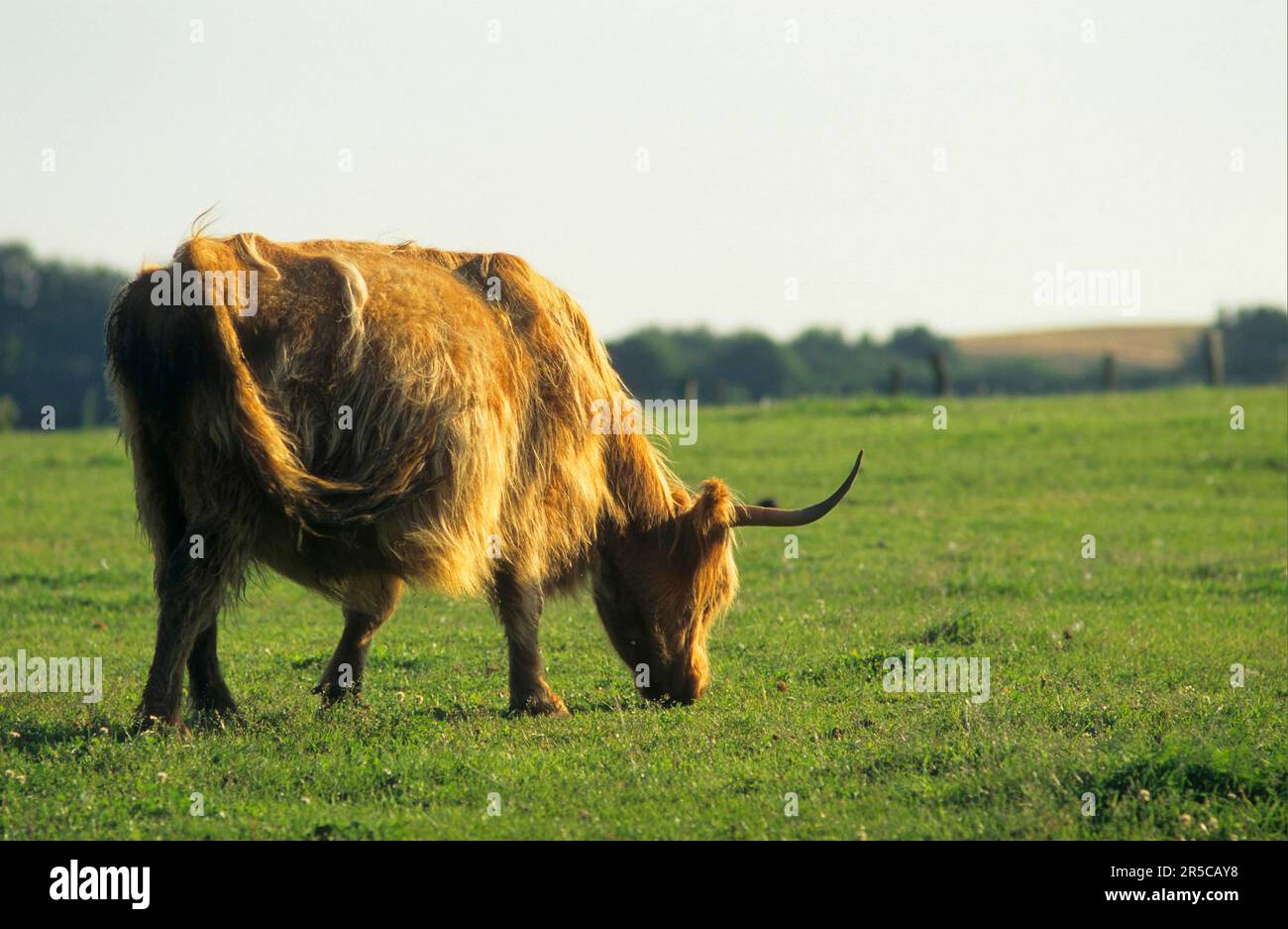 Scottish Highland Cattle, Highland Cattle, Kyloe on Straw Pile with ...