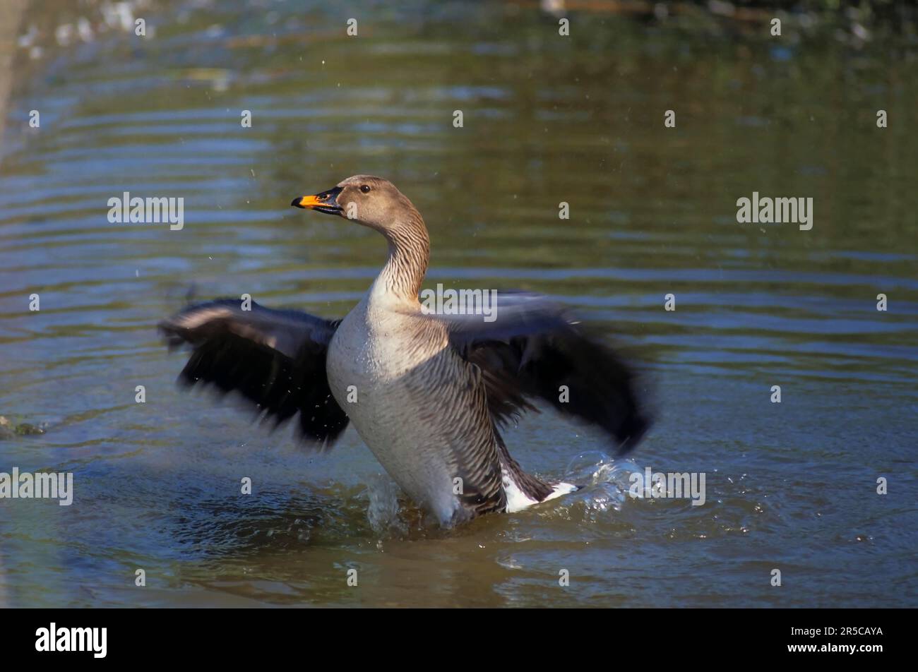 About to hit goose hi-res stock photography and images - Alamy