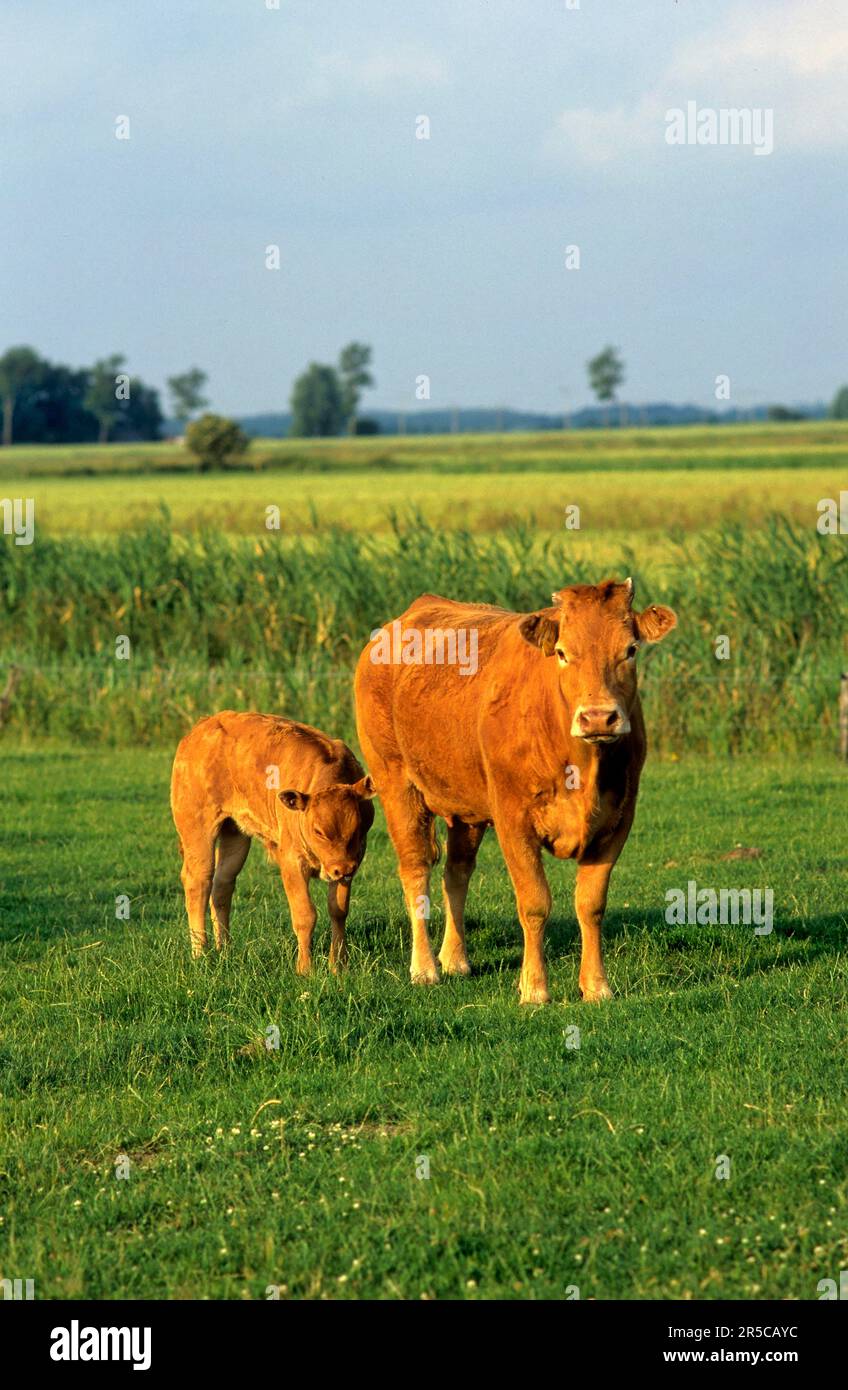 Limousin beef cow cattle hi-res stock photography and images - Alamy
