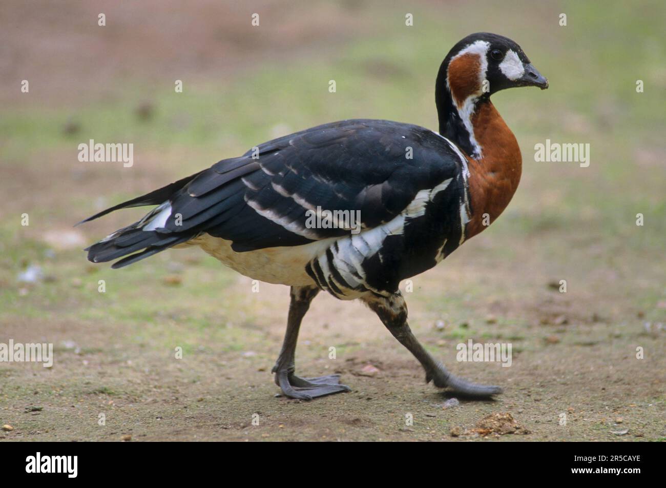 Red-breasted goose (Branta ruficollis Stock Photo - Alamy