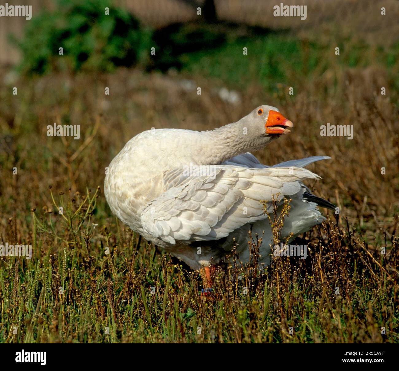 Old Bavarian Country Goose, Franconian Goose Stock Photo - Alamy