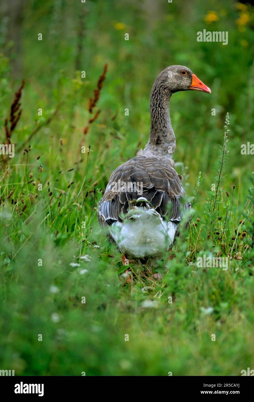 Celle goose Farm geese, enclosure, free-range goose Stock Photo - Alamy