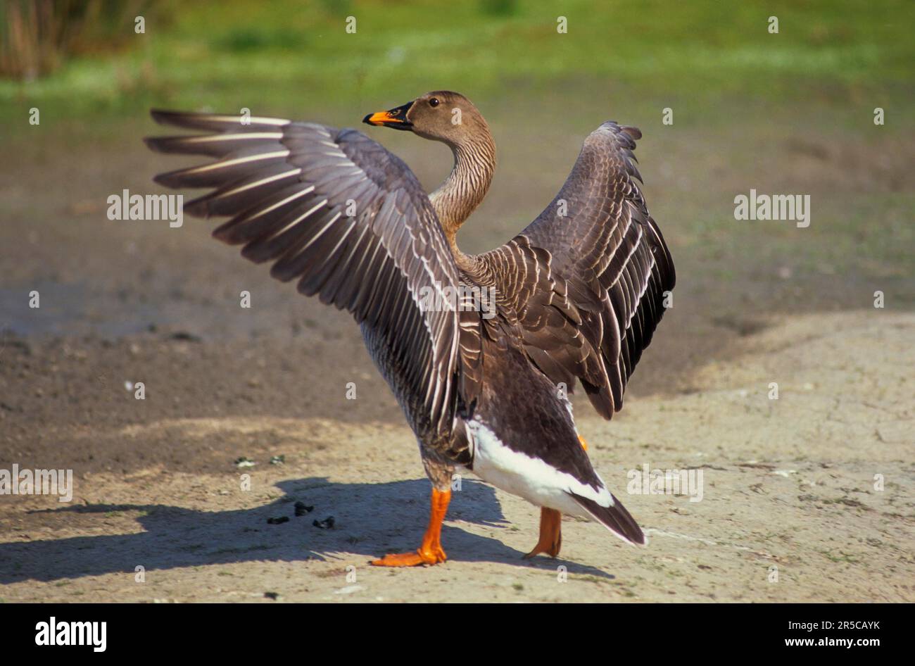 Bean goose (Anser fabalis), Riet's Goose Stock Photo - Alamy