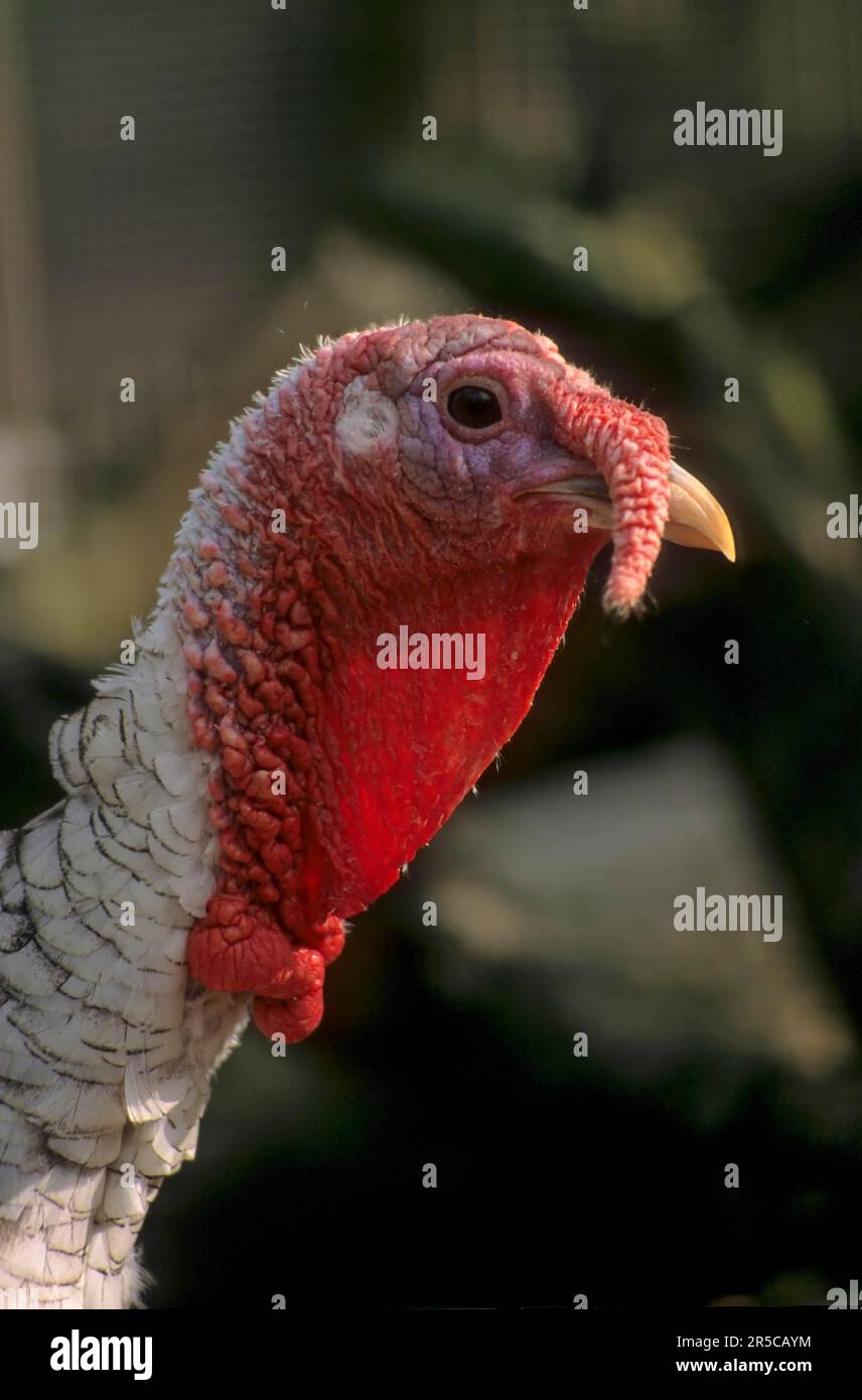 Common turkey (Meleagris gallopavo Stock Photo - Alamy