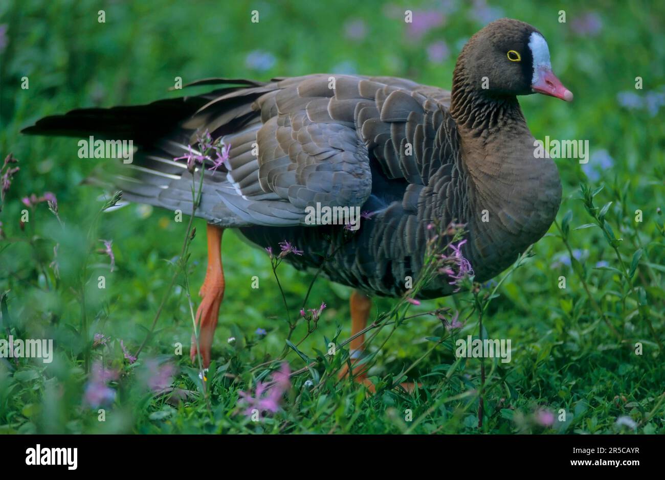 Lesser white fronted goose beak hi-res stock photography and images - Alamy