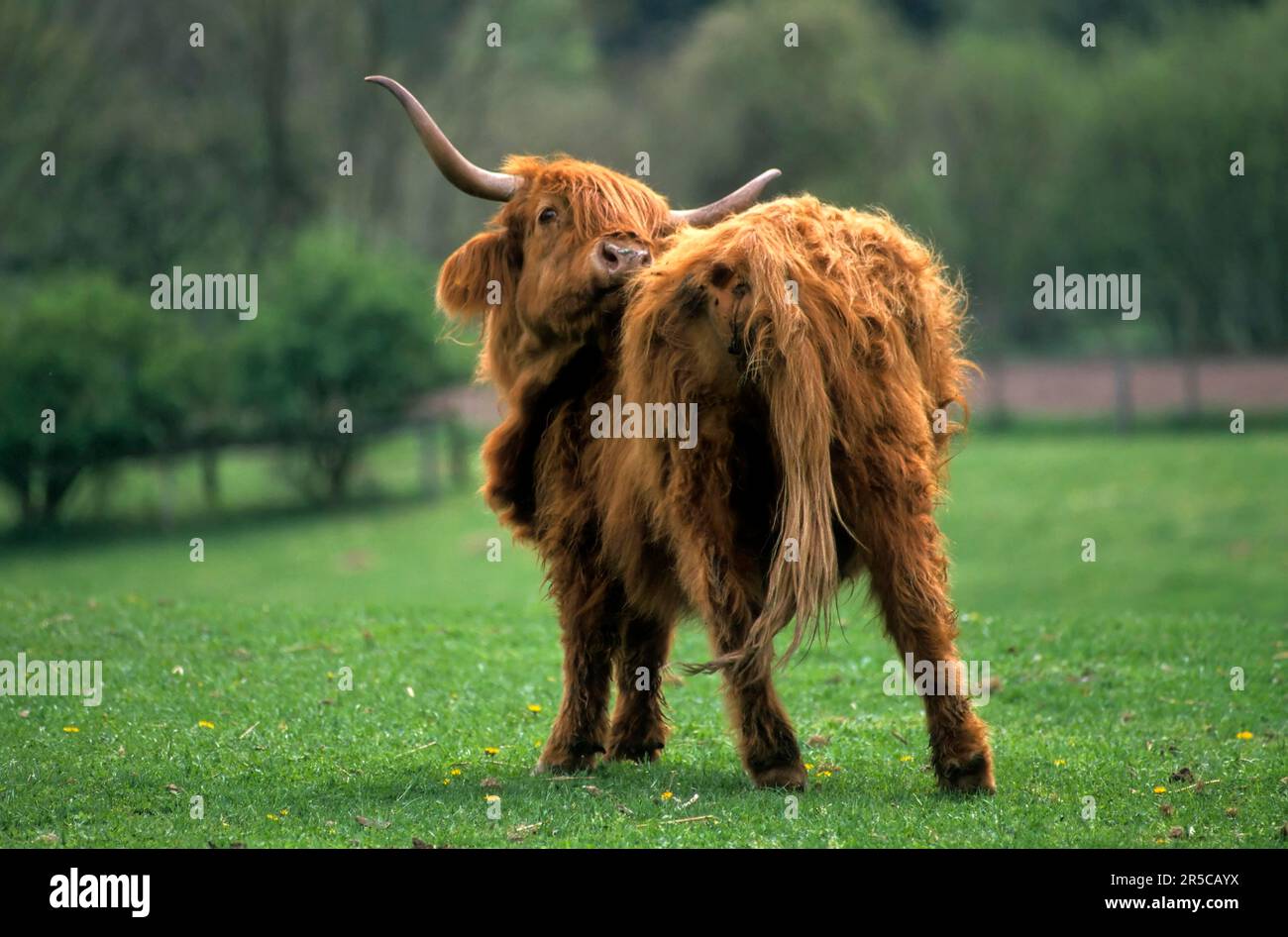 Scottish Highland Cattle, Highland Cattle, Kyloe on Straw Pile with ...