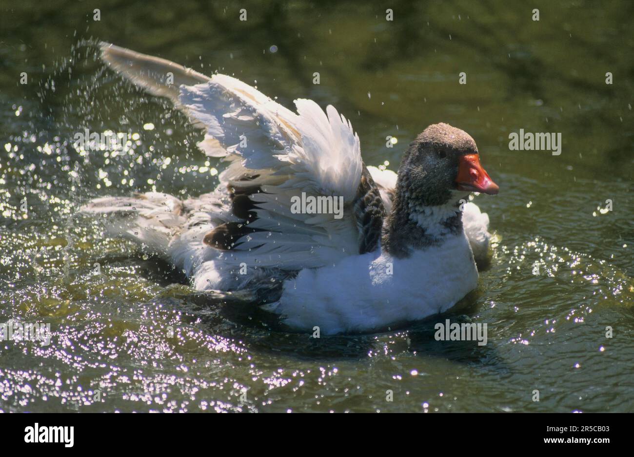 Old Bavarian Country Goose, Franconian Goose Stock Photo - Alamy