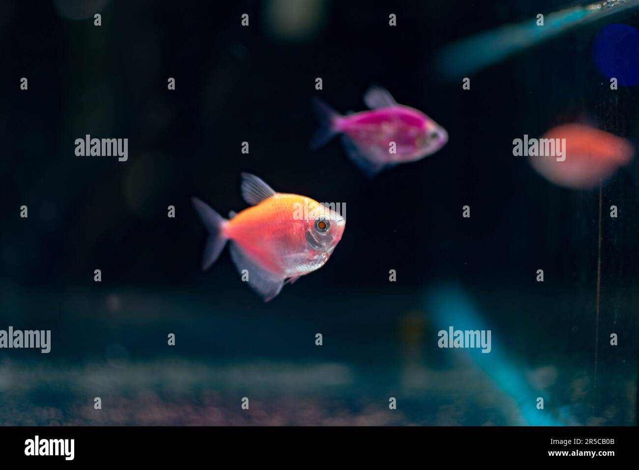 A close-up shot of an aquarium, featuring a few colorful fish swimming ...