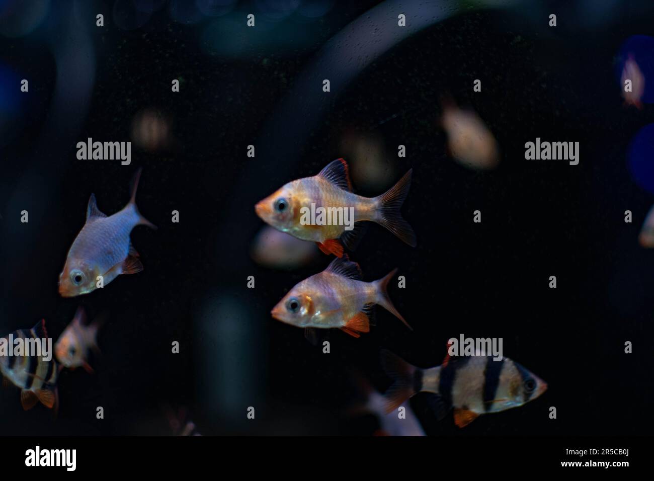 Schools various fish in aquarium hi-res stock photography and images ...