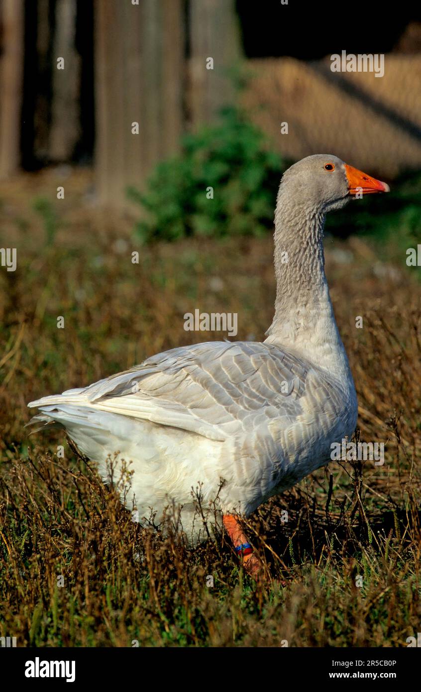 Old Bavarian Country Goose, Franconian Goose Stock Photo - Alamy