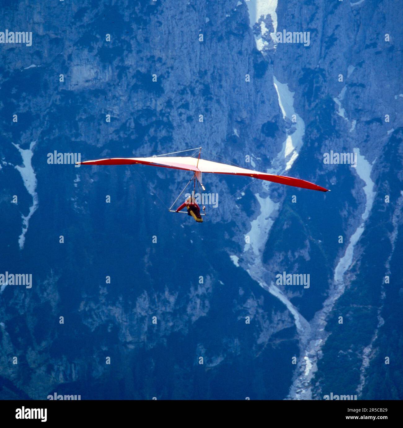 Water glider insect hi-res stock photography and images - Alamy