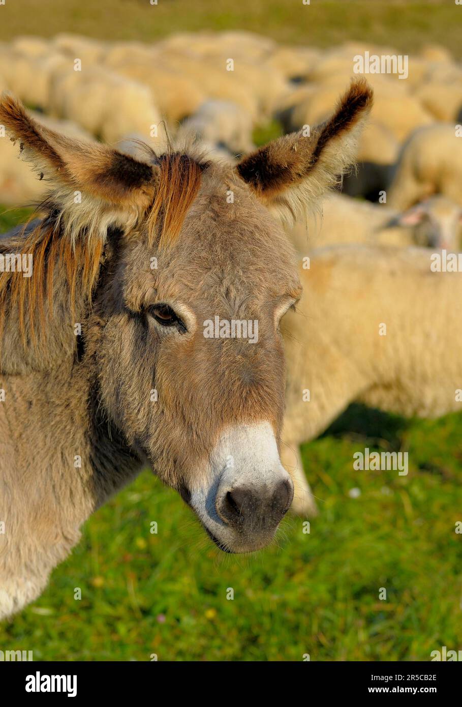 Landscape : Swabian Alb Donkey in a flock of sheep, domestic donkey ...