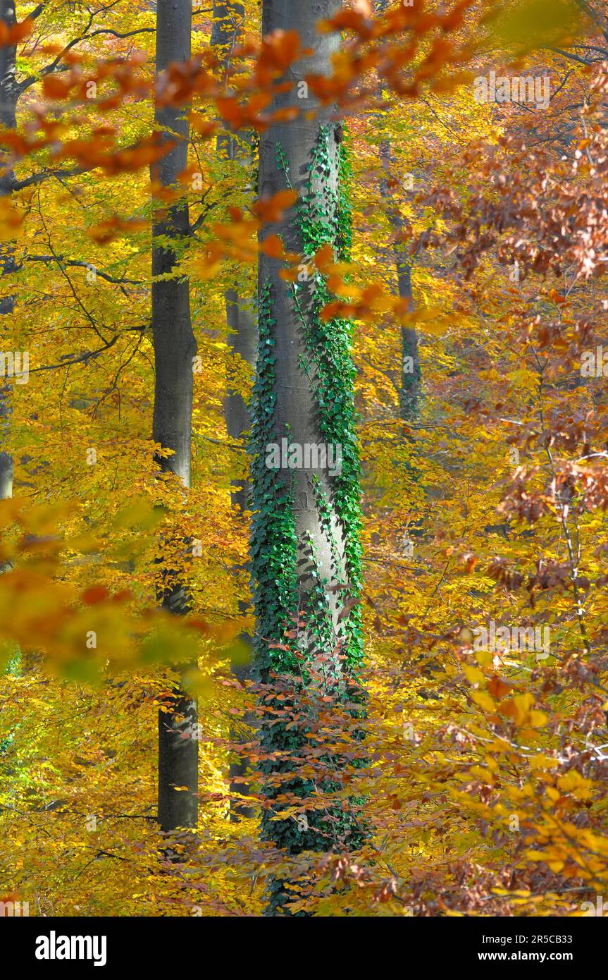 Foliage, forest in autumn, beech (Fagus sylvatica) tree, near Maulbronn ...