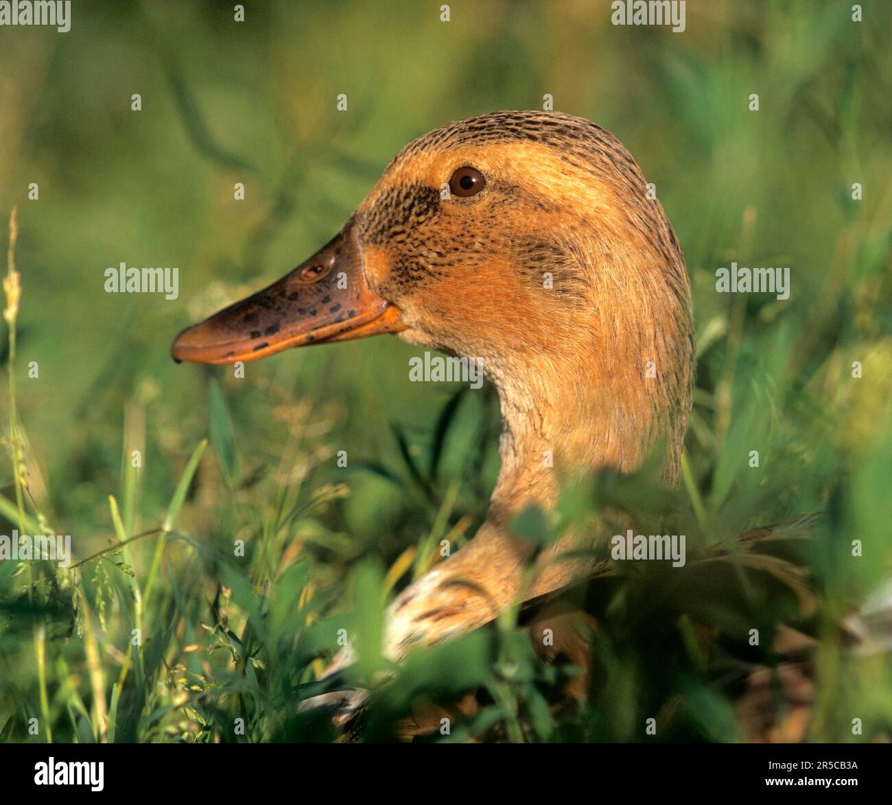 Duck looking into the camera hi-res stock photography and images - Alamy