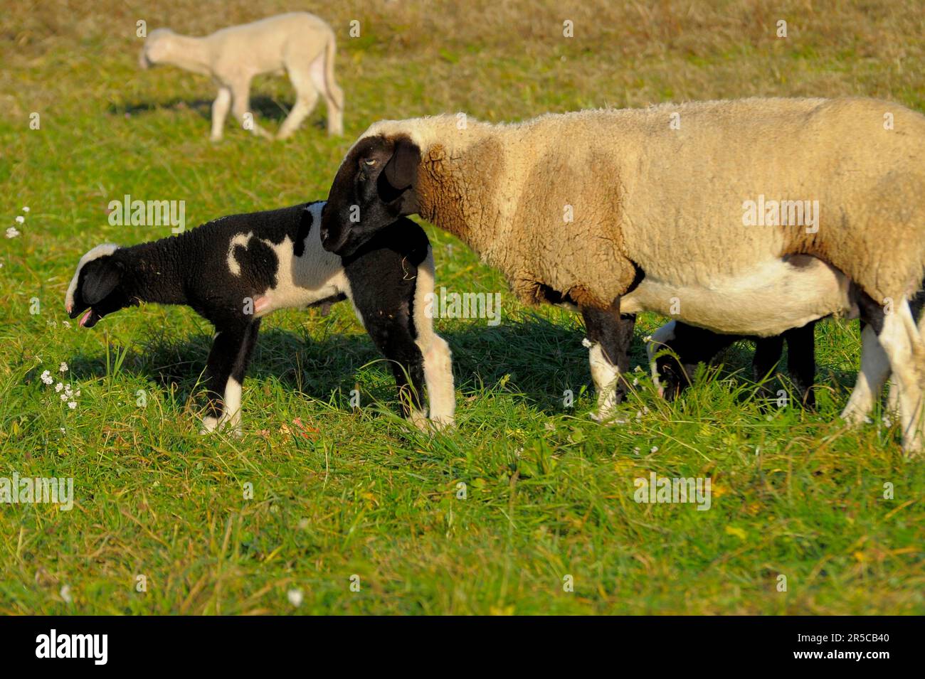 Landscape : Swabian Alb black and white lamb with mother, domestic sheep (Ovis orientalis aries ...