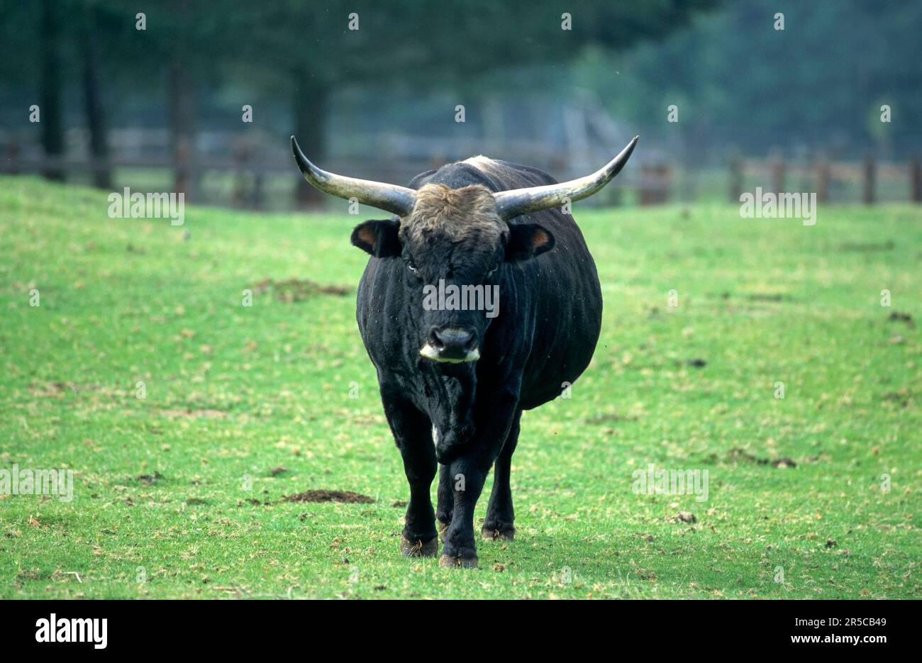 Aurochs (Bos primigenius) or primal effigy breed Stock Photo - Alamy
