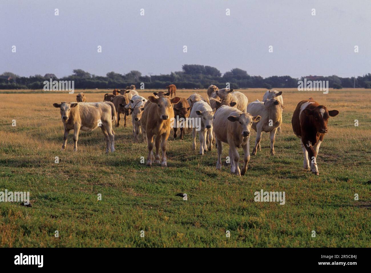 Black and white lowland cattle, Black and white lowland cattle Stock ...