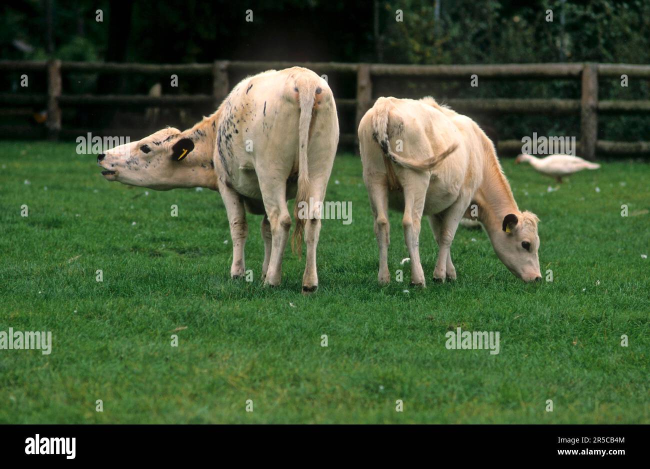 Swedish animal hi-res stock photography and images - Alamy