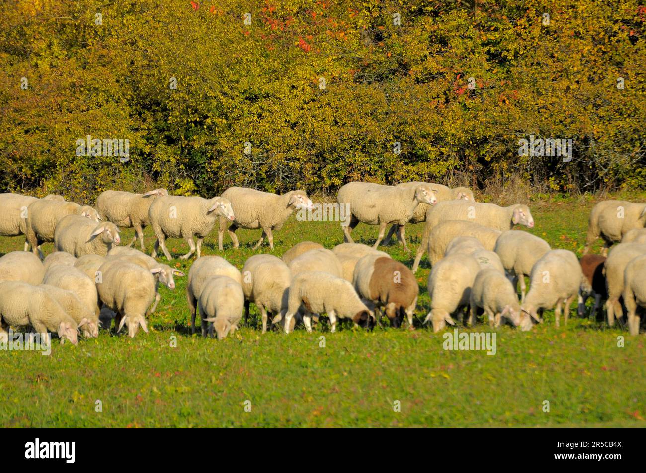 Landscape : Swabian Alb flock of sheep in autumn grazing, domestic sheep (Ovis orientalis aries ...