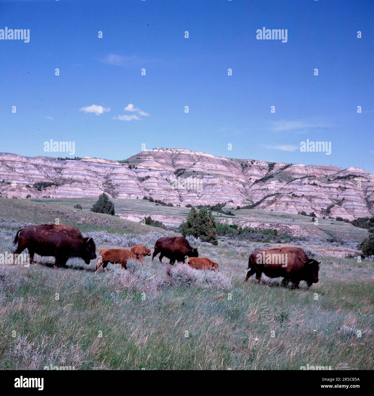 USA, WY, Yellowstone NP, Yellowstone National Park Bison (Buffalo) at ...