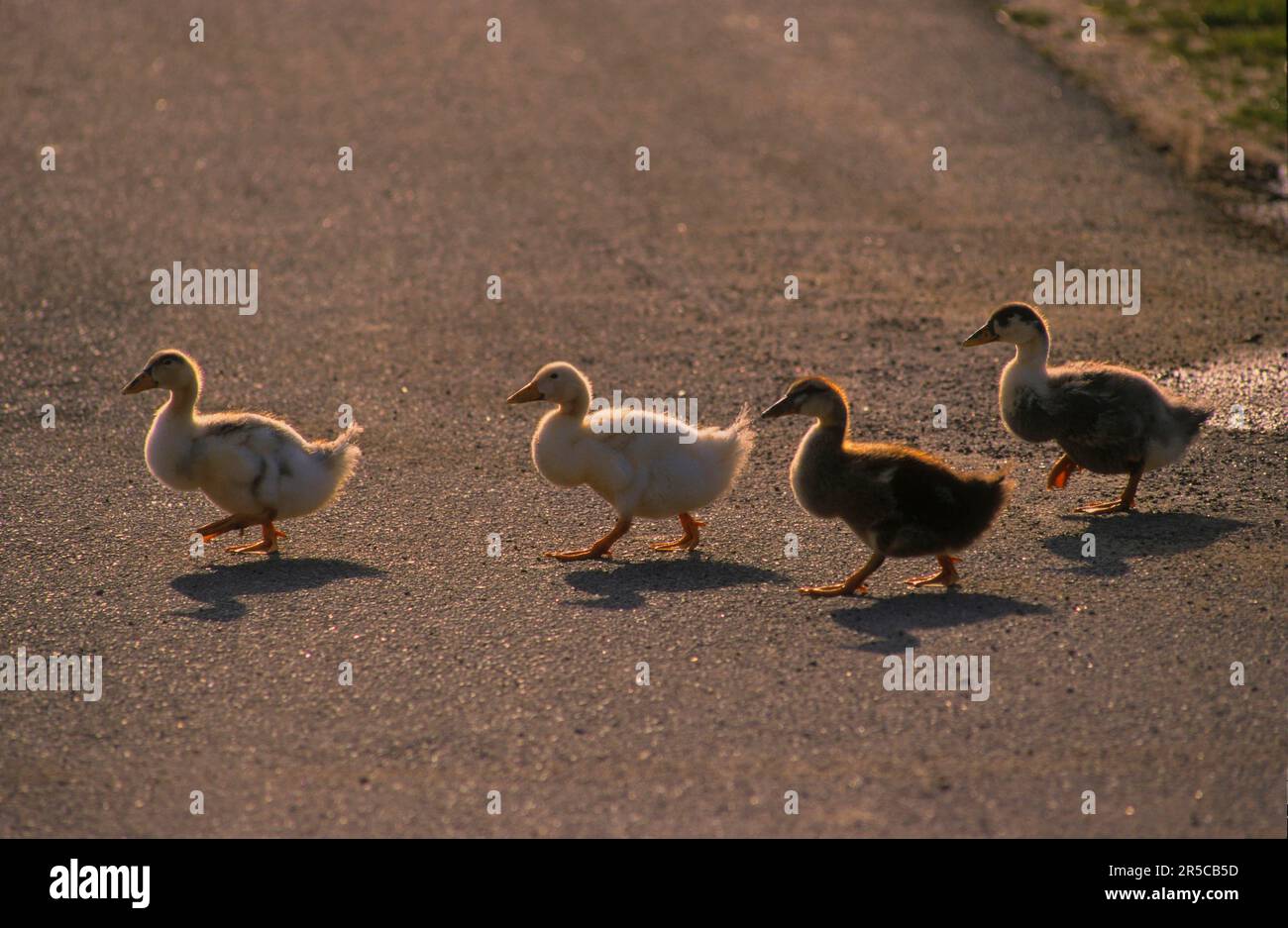 Goose like bird hi-res stock photography and images - Alamy