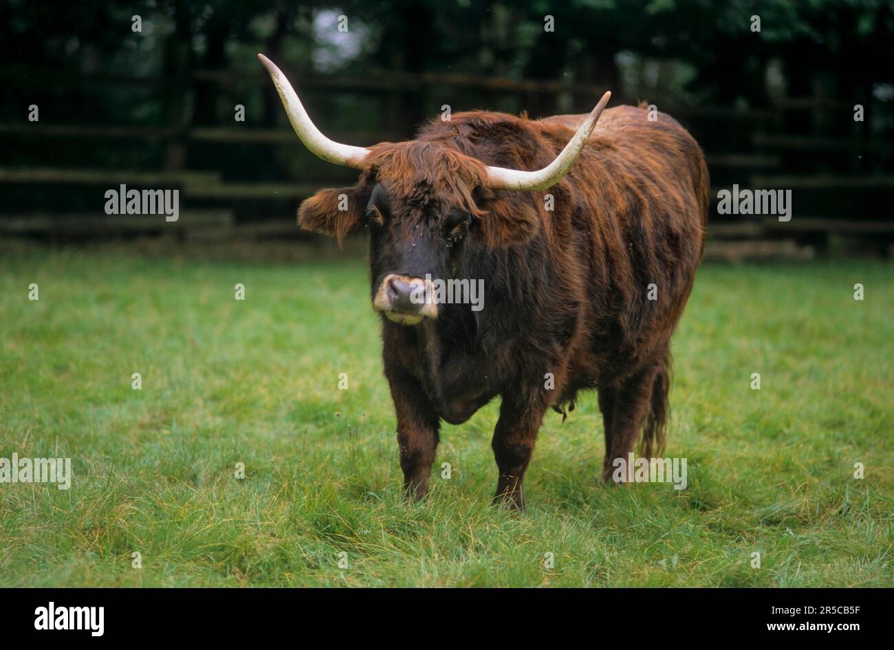 Aurochs (Bos primigenius) or primal effigy breed Stock Photo - Alamy
