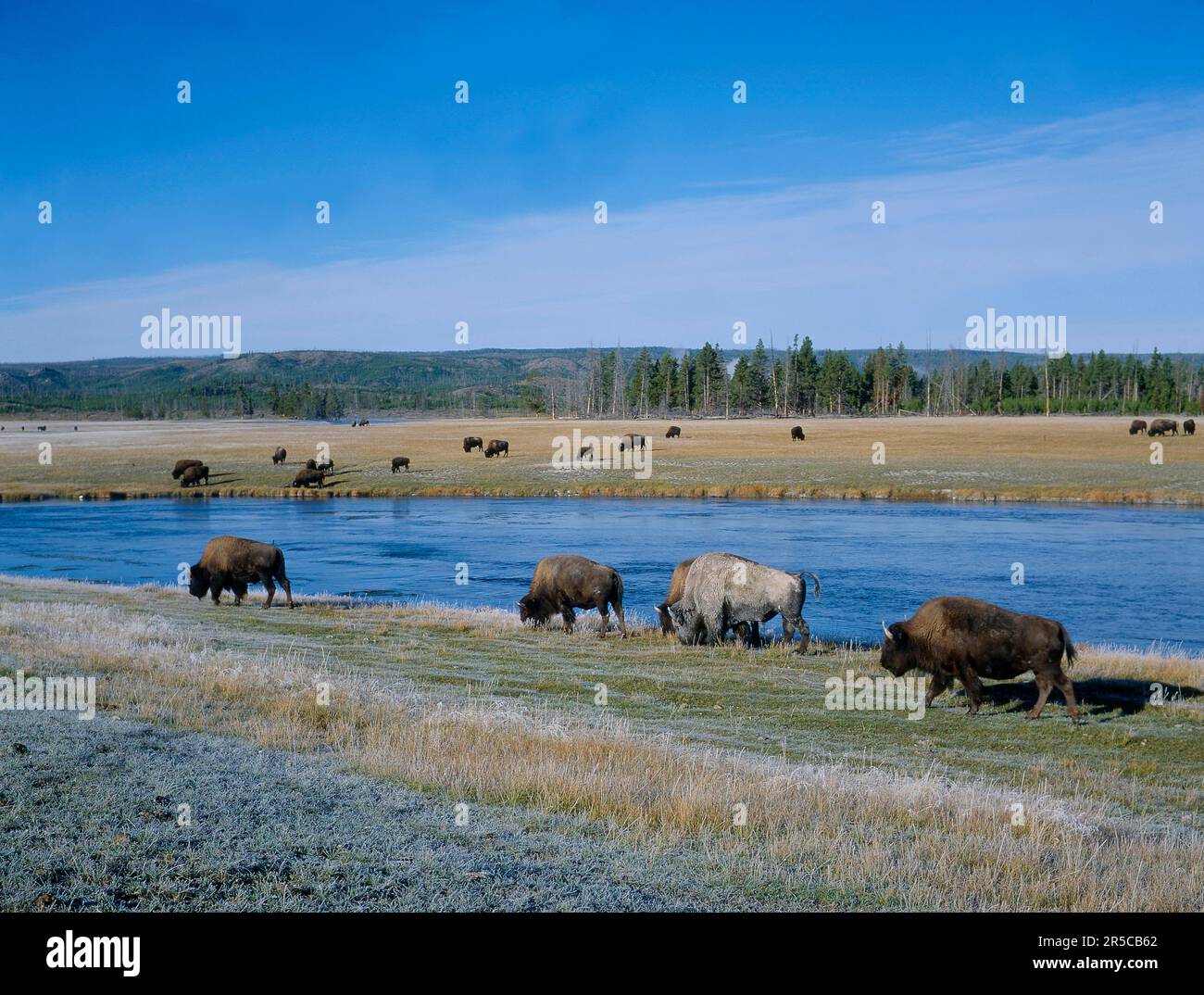 USA, WY, Yellowstone NP, Yellowstone National Park Bison (Buffalo) at ...