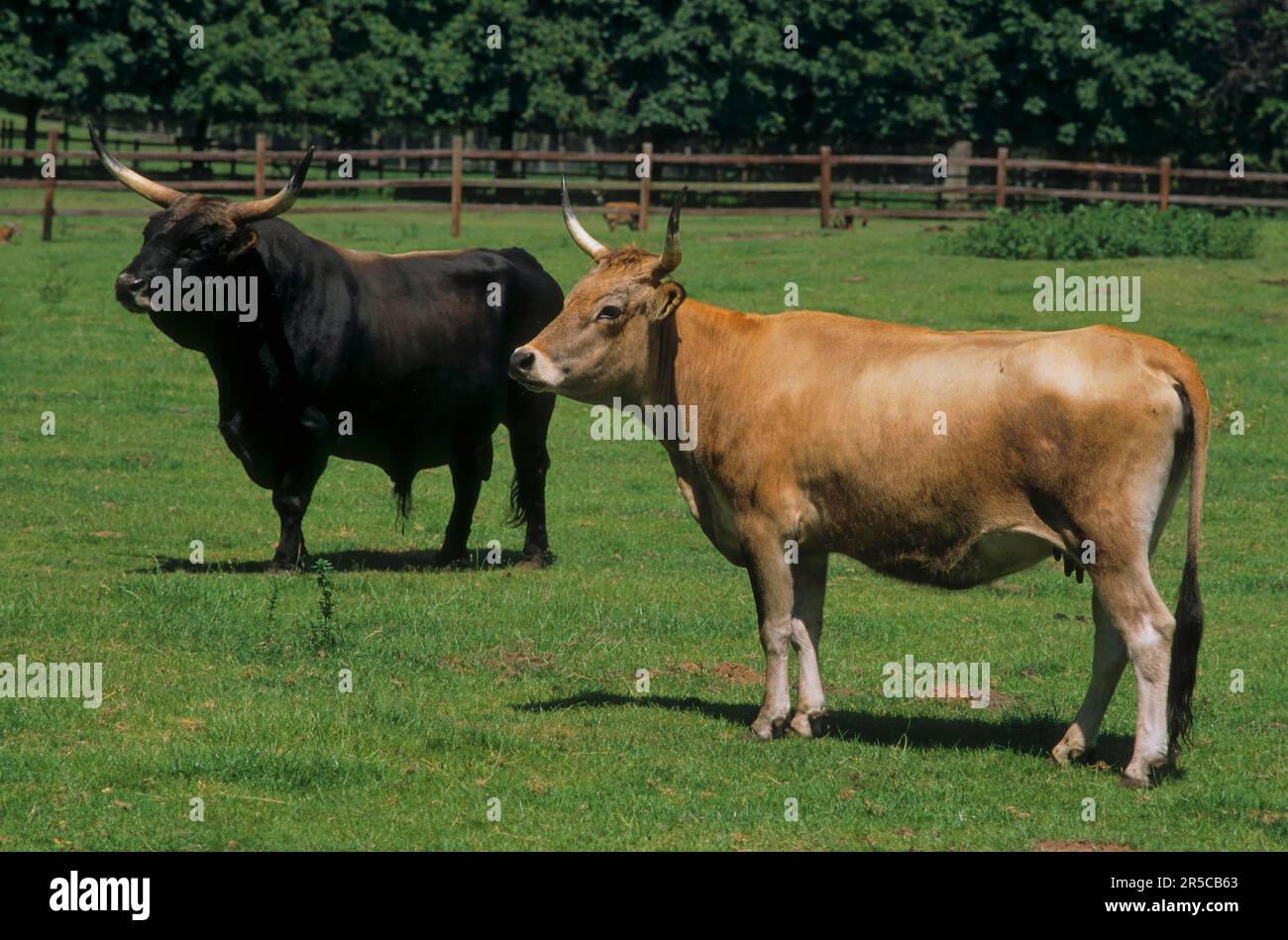 Aurochs (Bos primigenius) or primal effigy breeding, Siegfried and ...