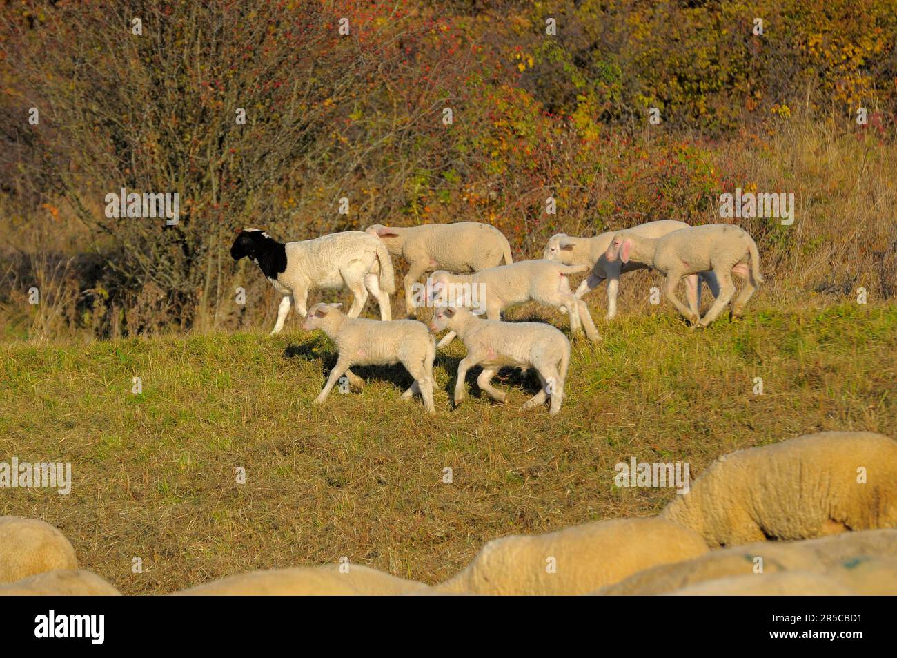 Landscape : Swabian Alb Flock of sheep in autumn grazing, lambs, group ...