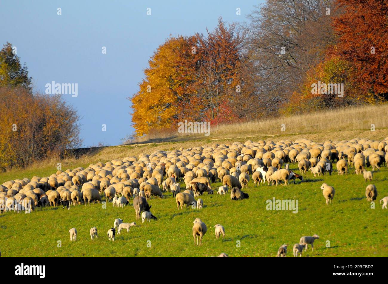 Landscape : Swabian Alb flock of sheep in autumn grazing, domestic ...
