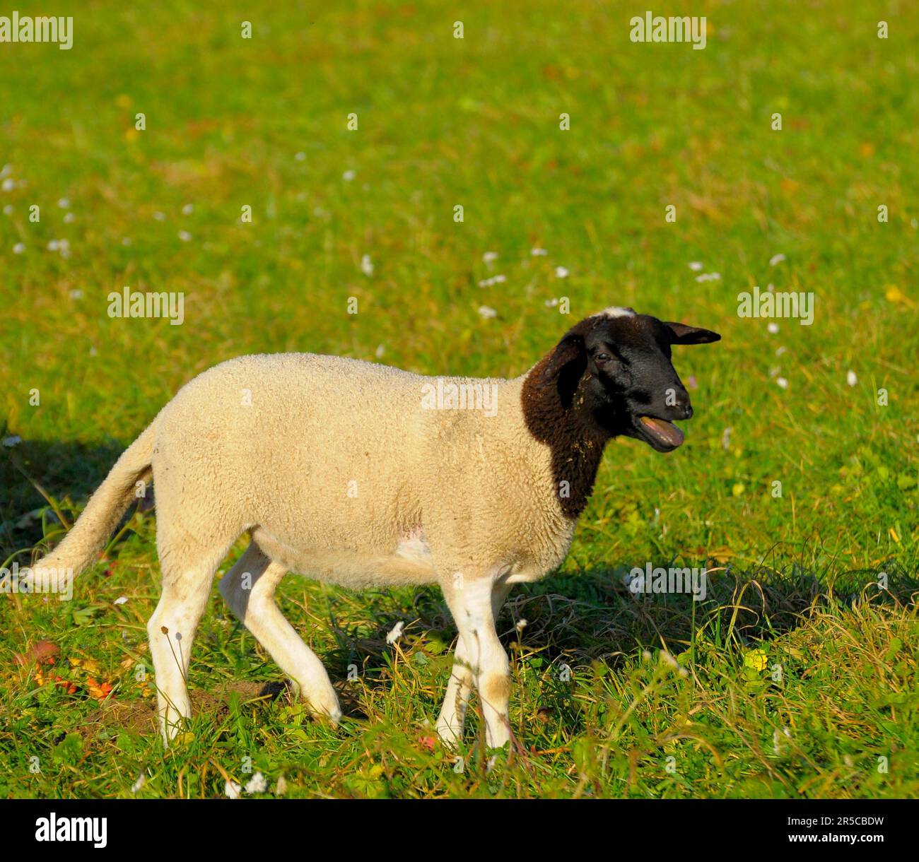 Landscape : Swabian Alb Sheep black and white, domestic sheep (Ovis ...