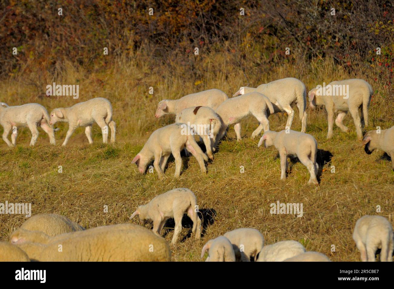 Landscape : Swabian Alb Flock of sheep in autumn grazing, lambs, group ...