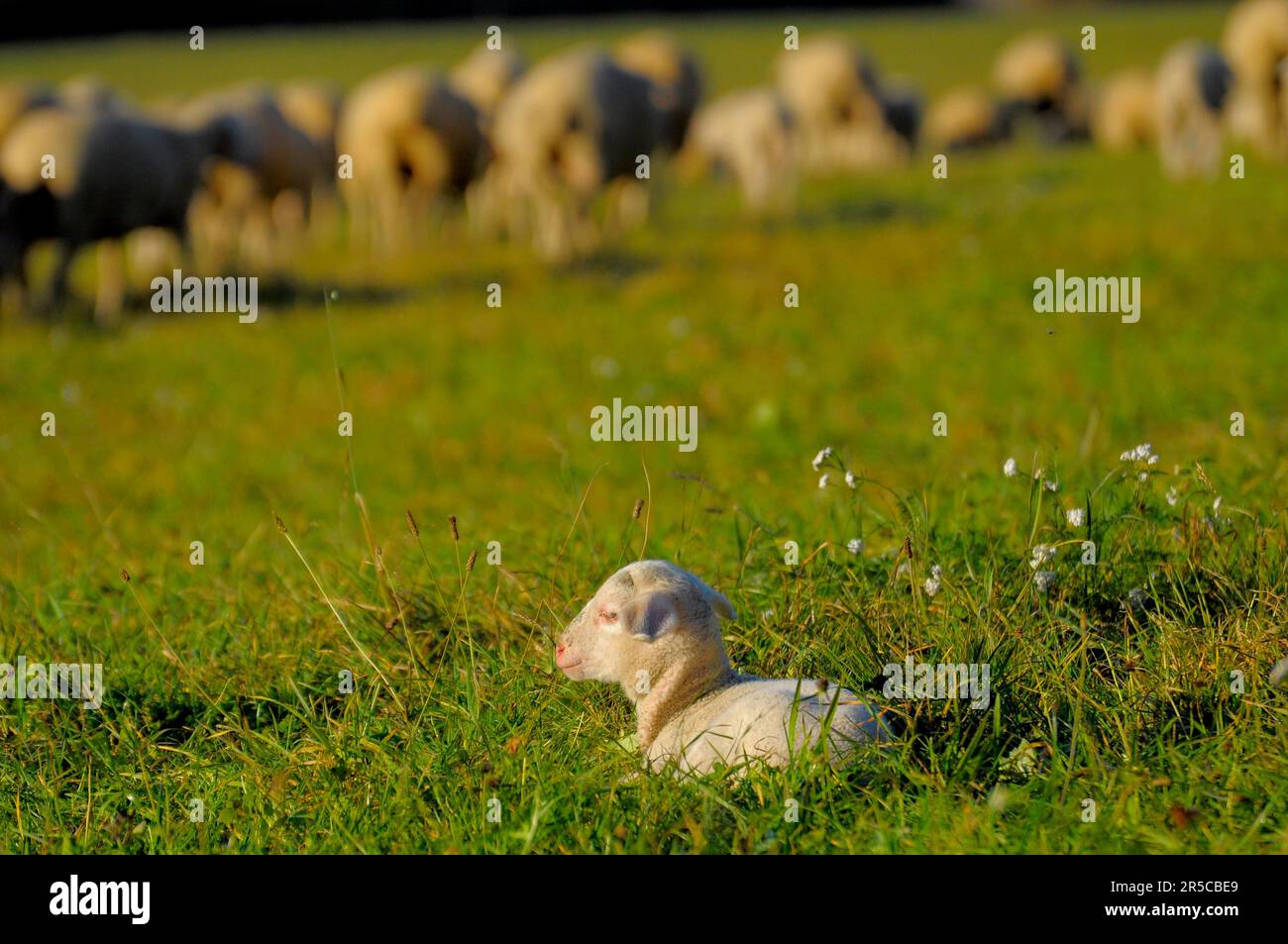 Lamb lying down hi-res stock photography and images - Alamy