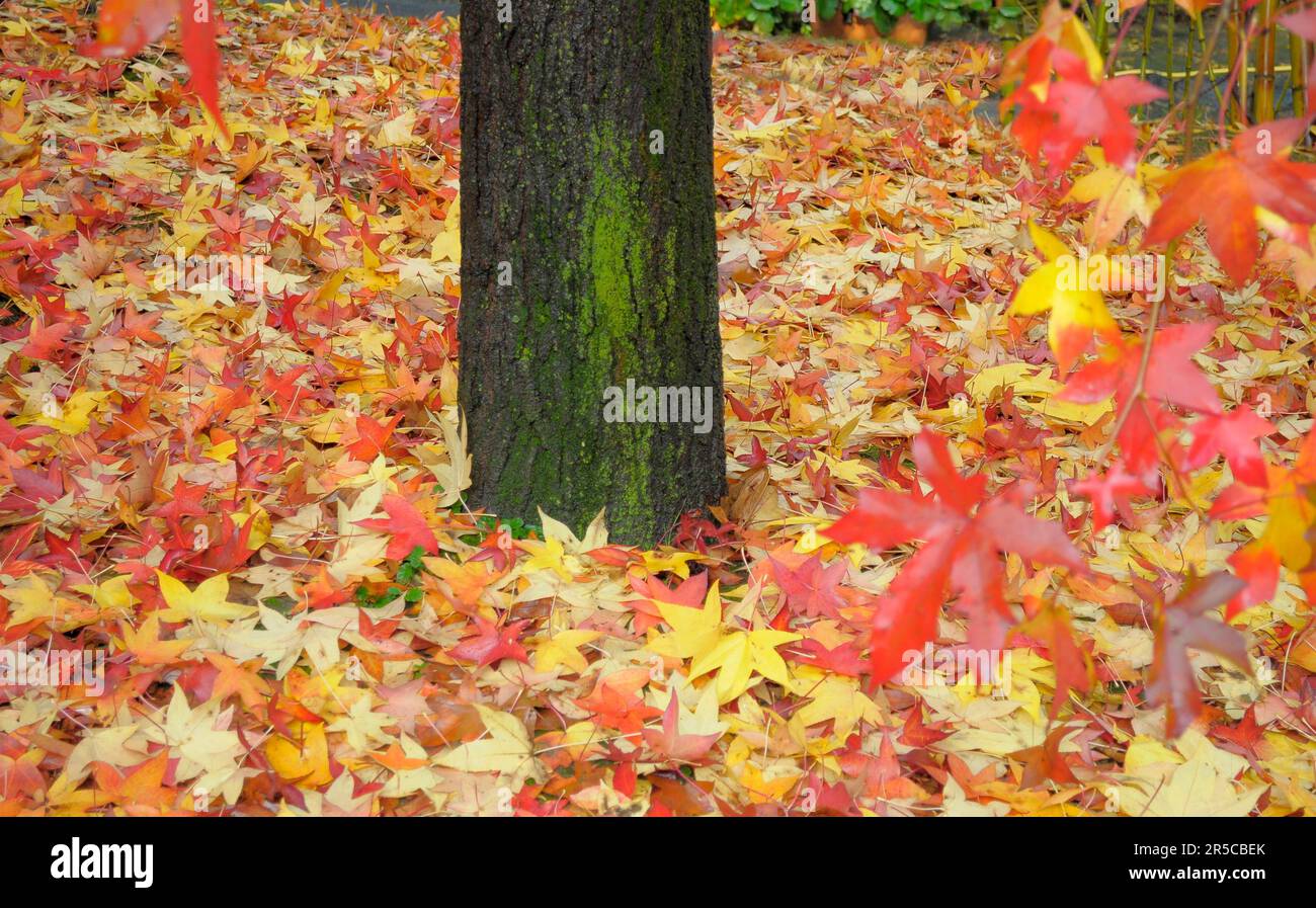 Red maple tree trunk not japanese hi-res stock photography and images ...