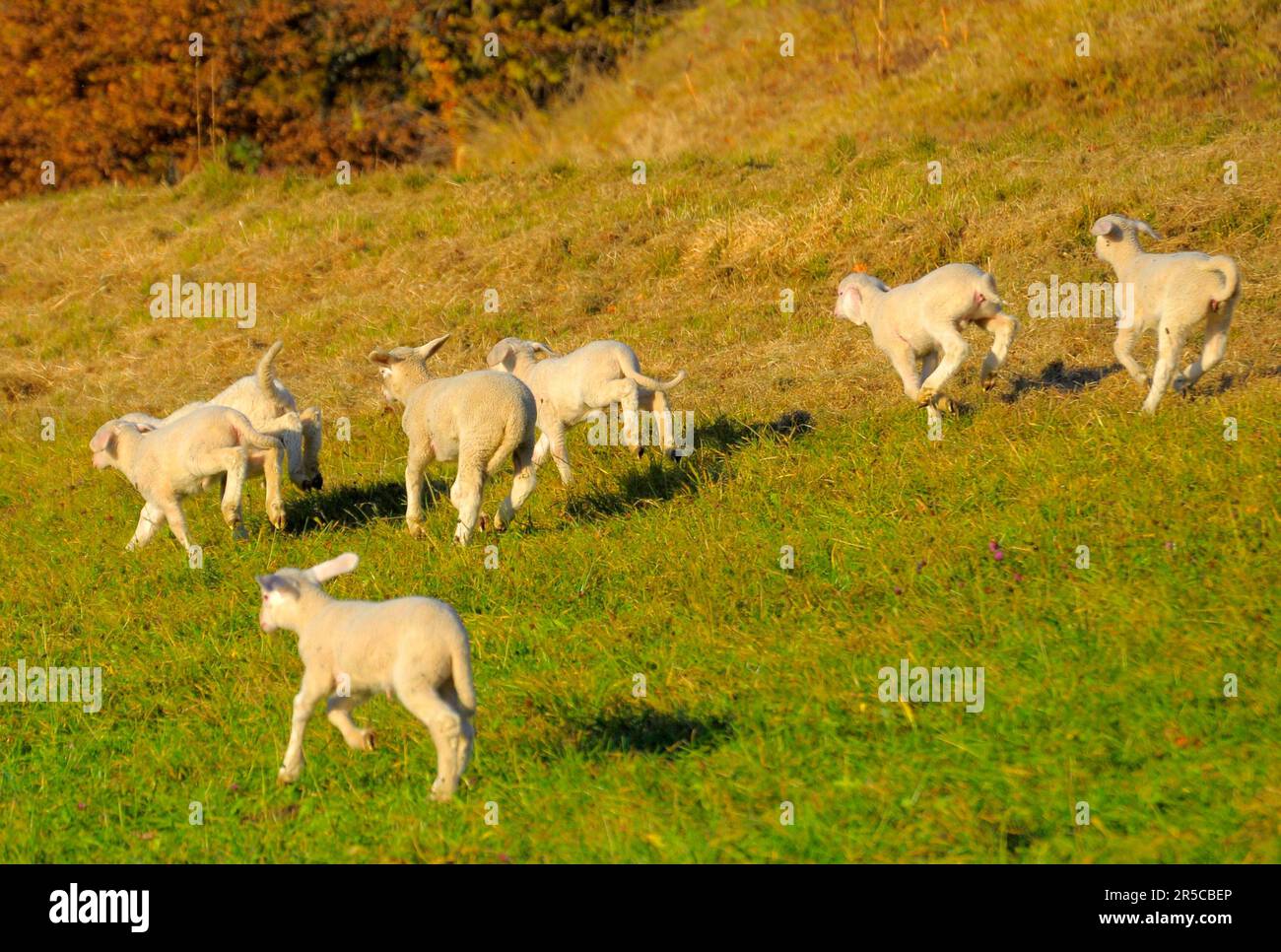 Landscape : Swabian Alb Flock of sheep in autumn grazing, lambs, group ...