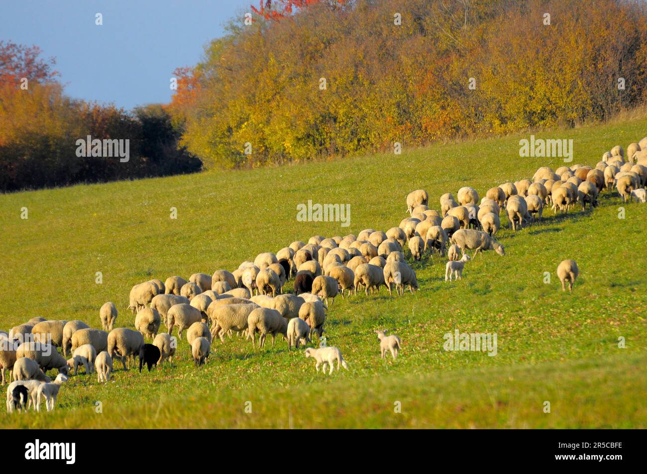 Landscape : Swabian Alb flock of sheep in autumn grazing, domestic ...