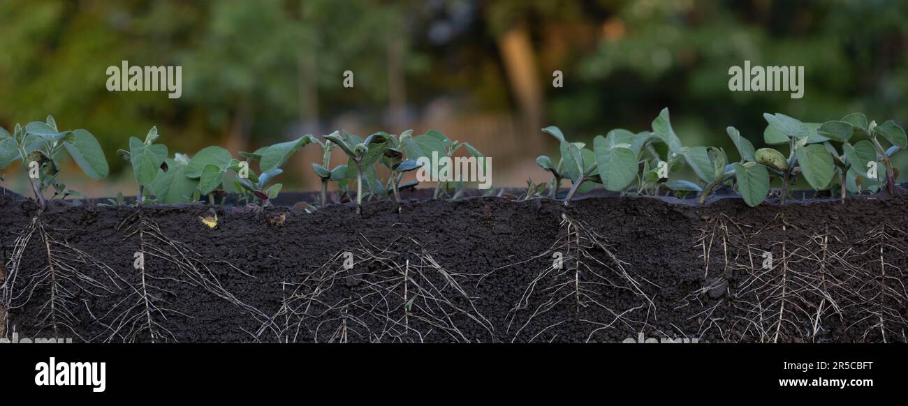 Fresh green soybean plants with roots Stock Photo - Alamy