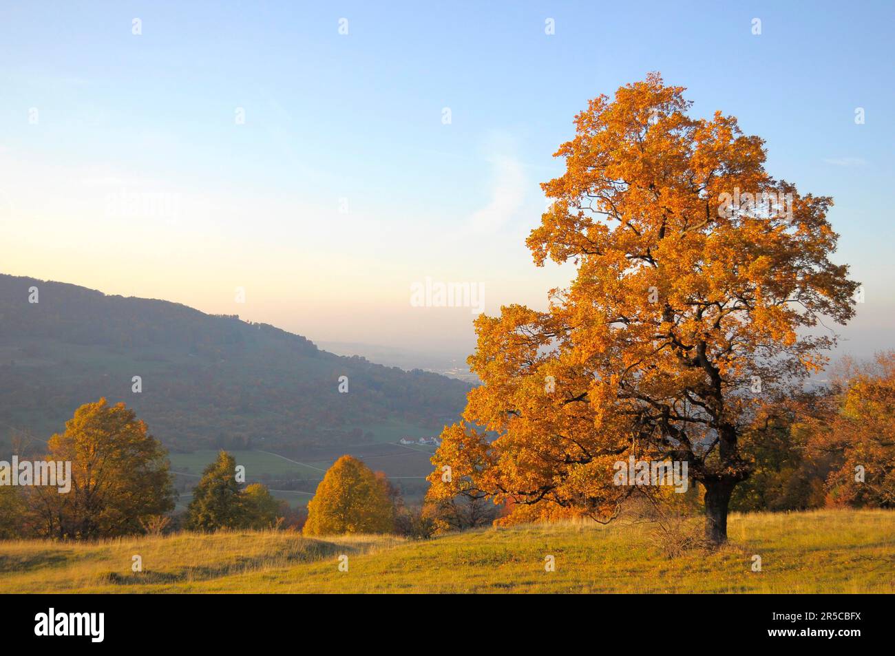Landscape : Swabian Alb Oak tree in autumn Stock Photo - Alamy