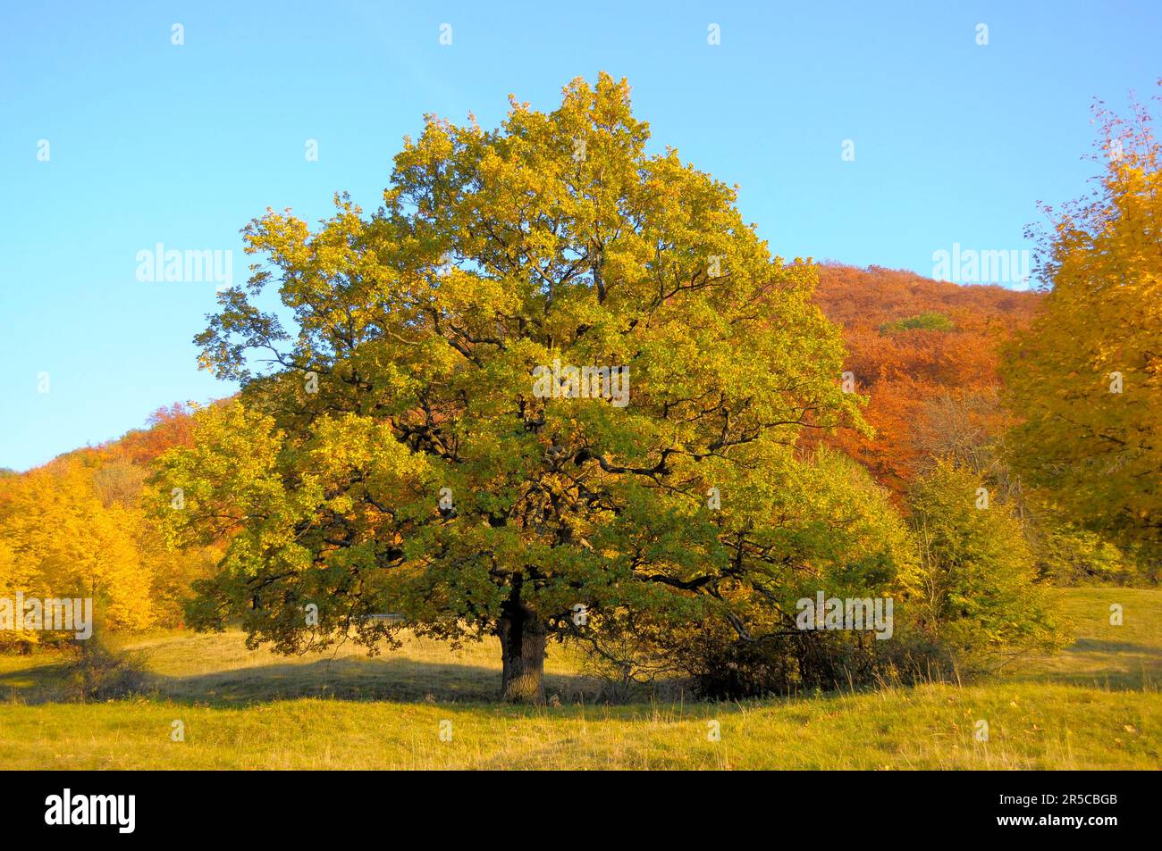 Landscape : Swabian Alb Oak tree in autumn, by the deciduous forest ...