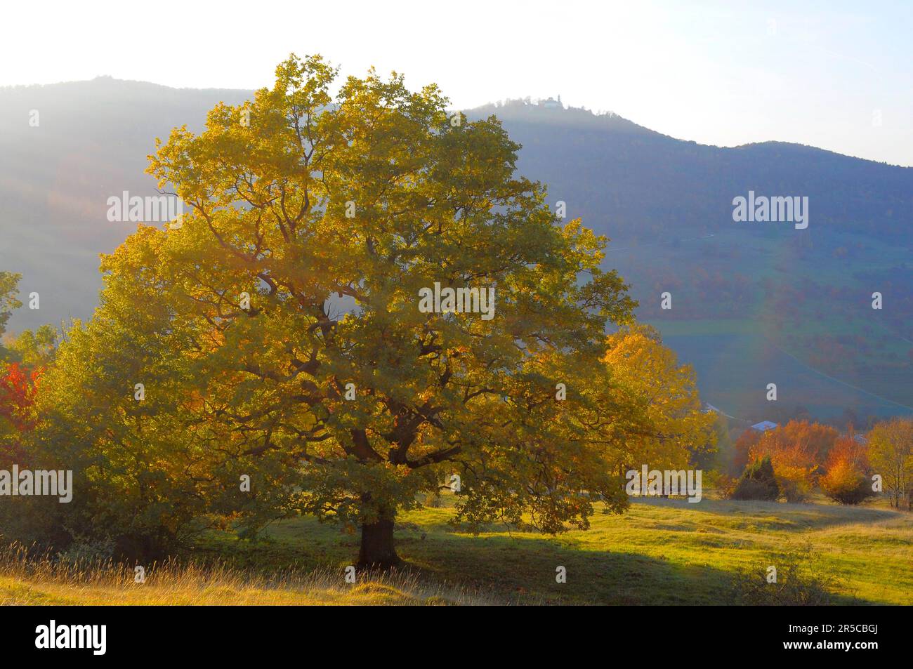 Landscape : Swabian Alb Oak tree in autumn Stock Photo - Alamy