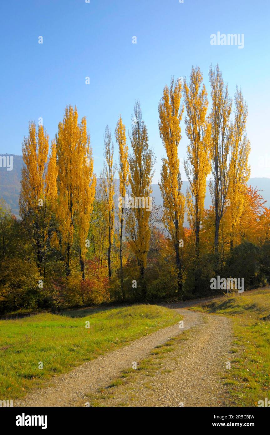Landscape : Swabian Alb poplar trees in autumn, country lane Stock ...