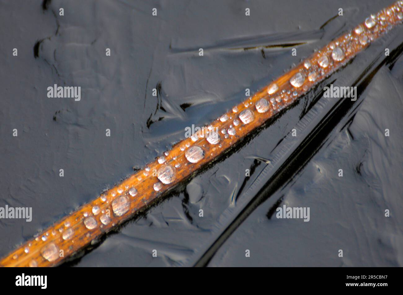 Frozen water drops on stalk in pond, stalk with frozen water drops in ...