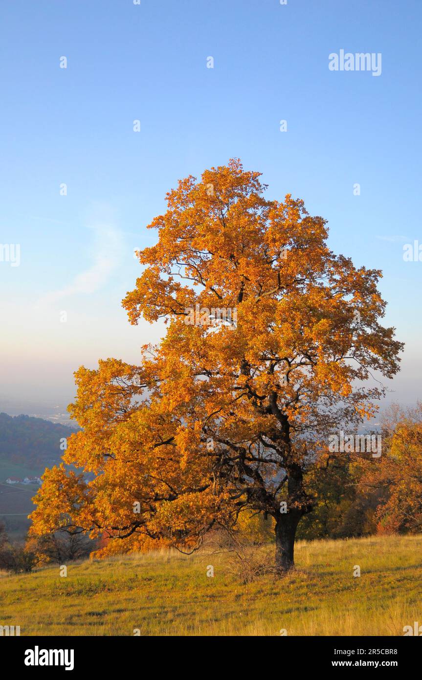 Landscape : Swabian Alb Oak tree in autumn Stock Photo - Alamy