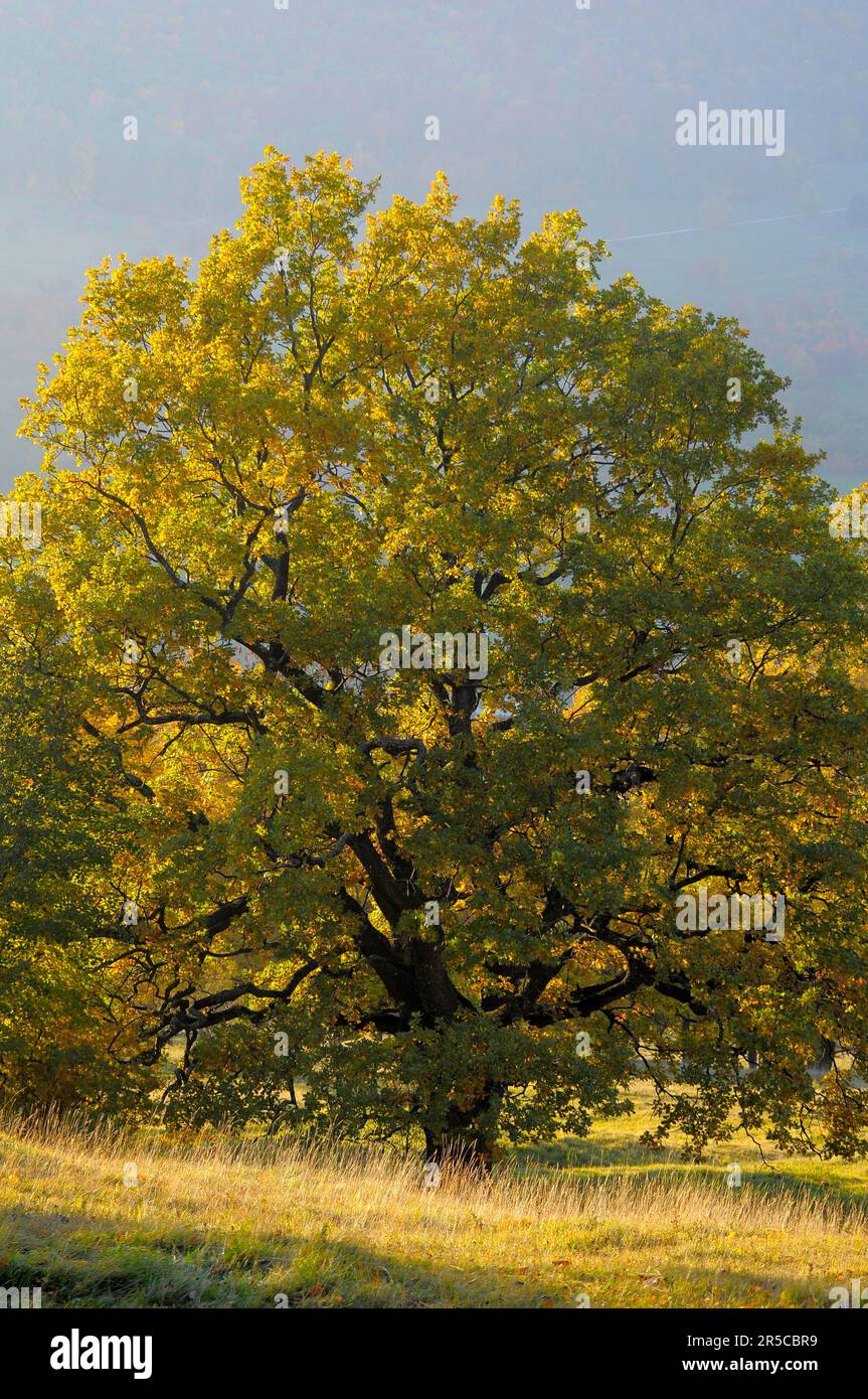 Individual oak tree hi-res stock photography and images - Alamy