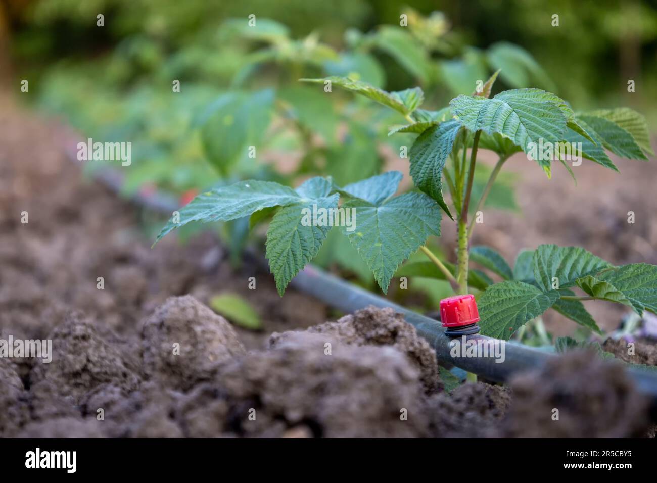 Young raspberry plants with drip irrigation Stock Photo - Alamy