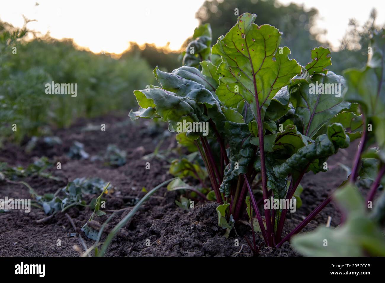 Beet plant closeup hi-res stock photography and images - Alamy